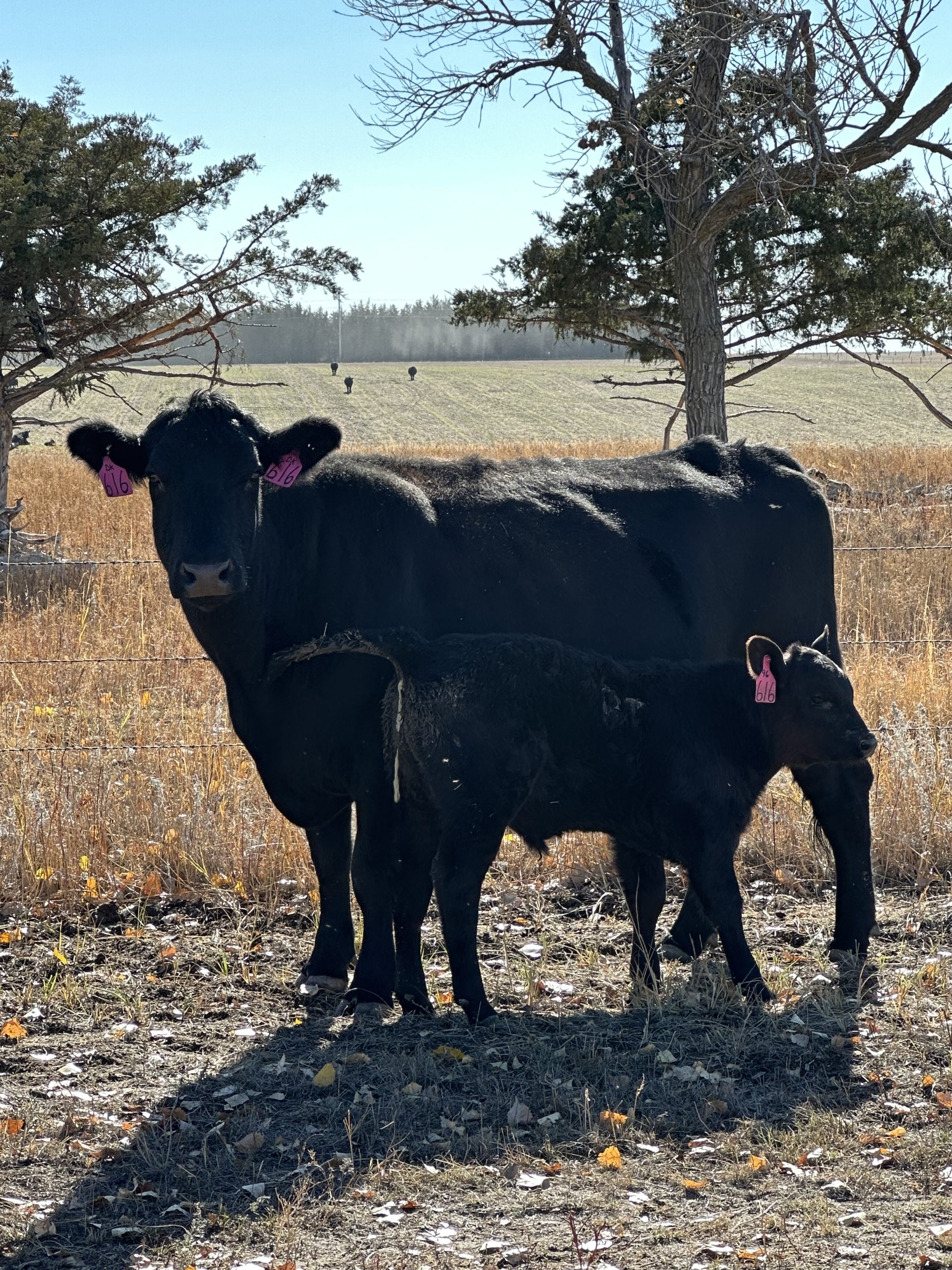 Ranching – PG Farms Inc